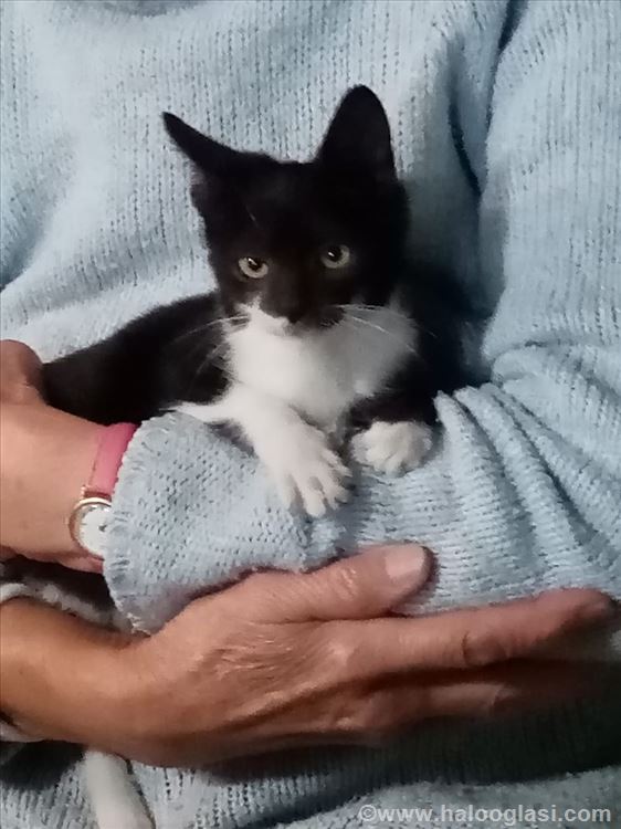 Poklanja se lepa,umiljata,mala,pitoma maca | Halo Oglasi