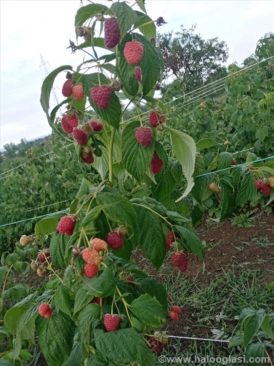 Sadnice maline Polke | Halo Oglasi