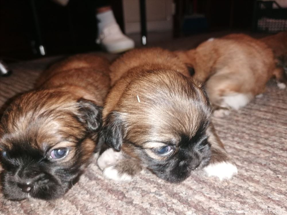 Pekinezer, štenci | Halo Oglasi