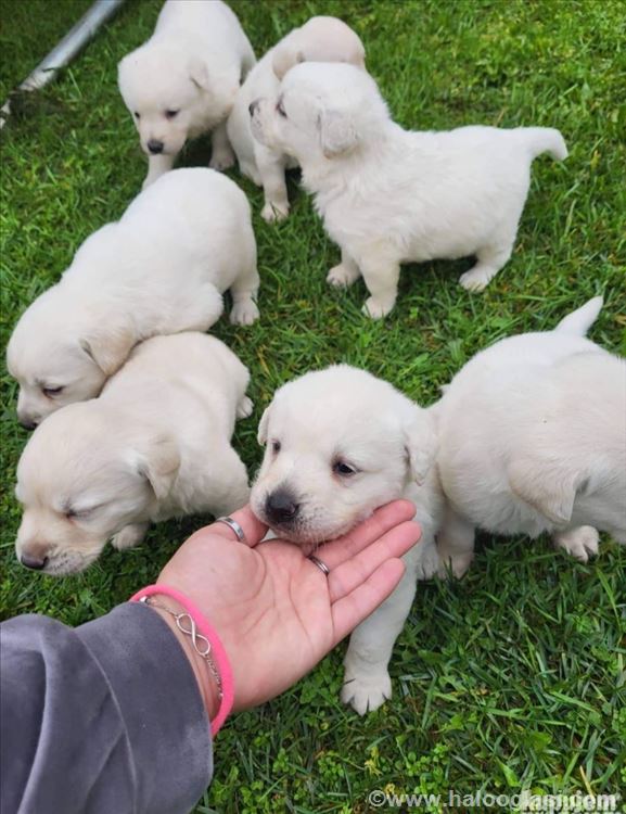Labrador retriver, štene | Halo Oglasi