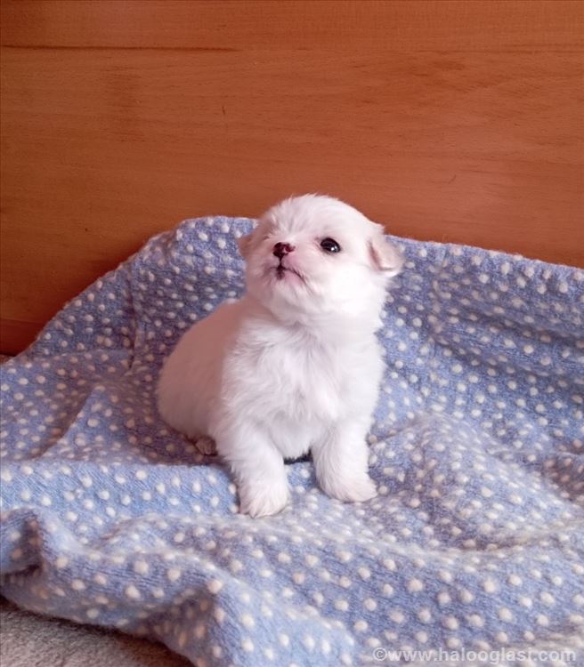 Mini maltezer, štenci | Halo Oglasi