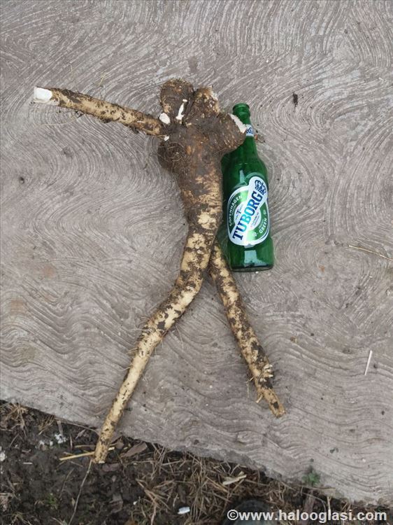 Ren koren | Halo Oglasi