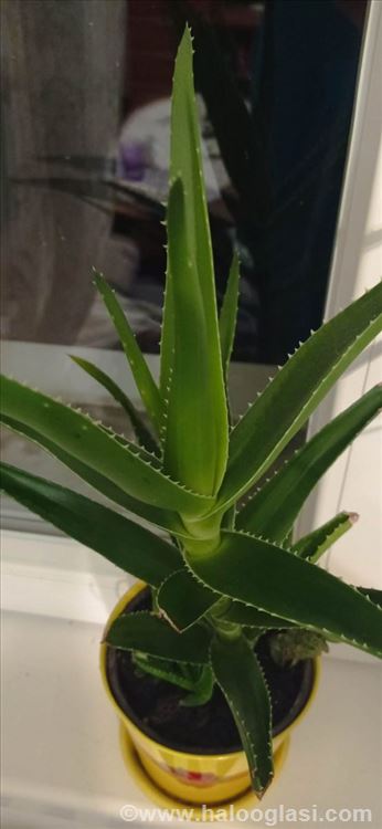 Aloja delaetii 800 dinara | Halo Oglasi