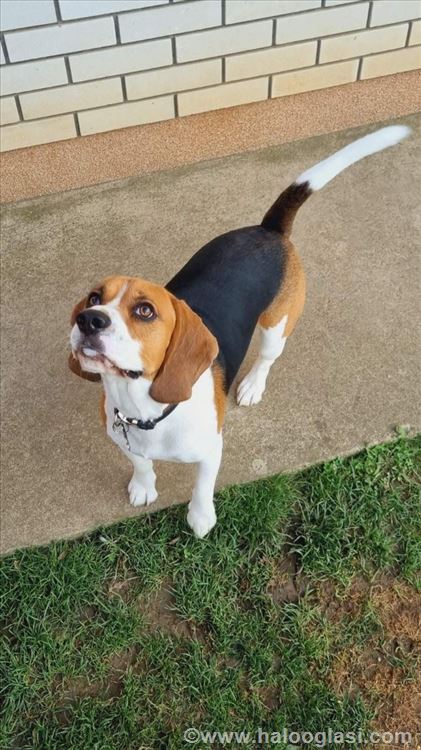 Bigl, mlad pas | Halo Oglasi