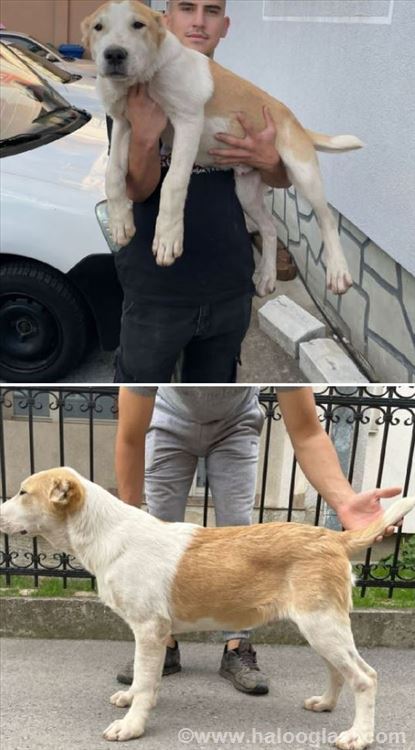 Azijat RIA x Simba oktopod Kennel | Halo Oglasi