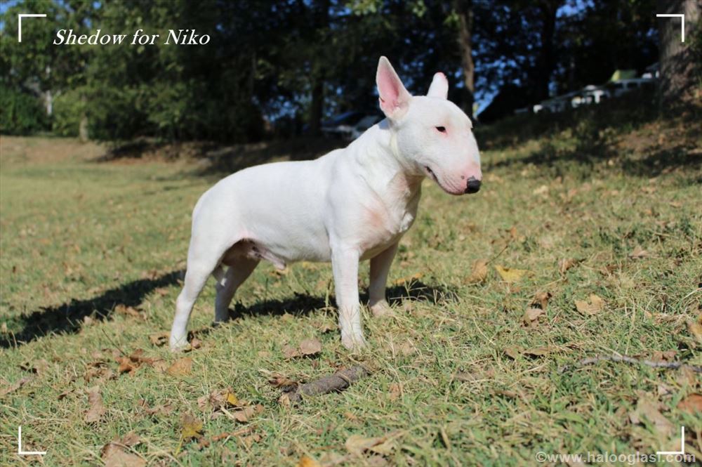 Mini bul terijer,muzjak,parenje | Halo Oglasi