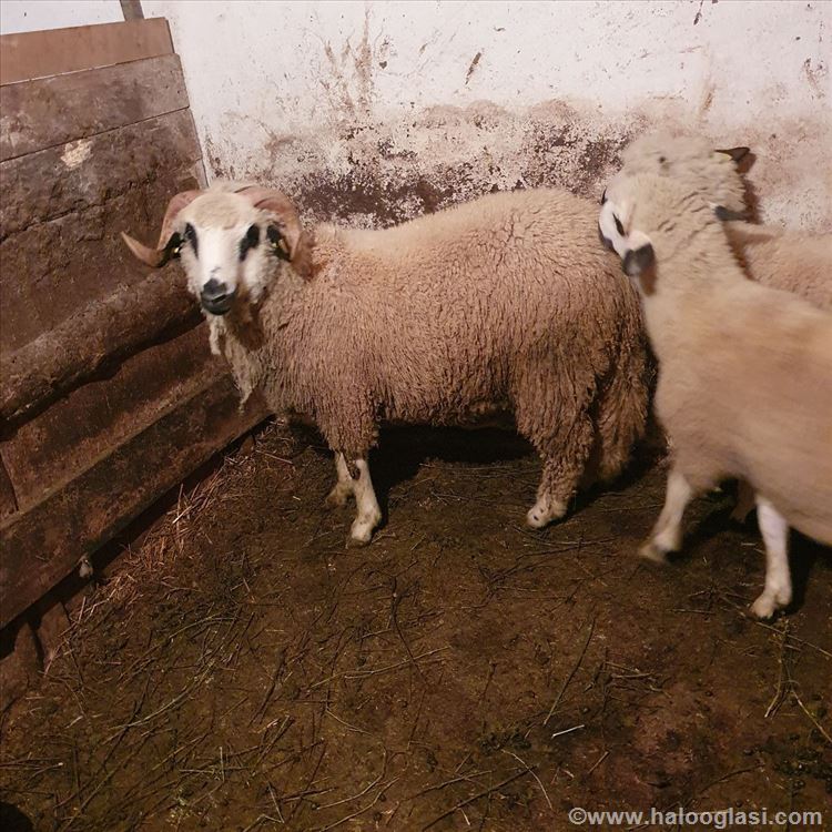 Sjenicki ovan | Halo Oglasi