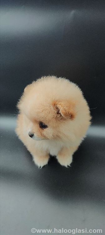 Pomeranski špic Boo, štene | Halo Oglasi