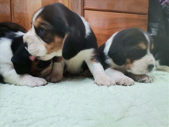 Prodaja pasa i psi na poklon Bigl | Halo oglasi