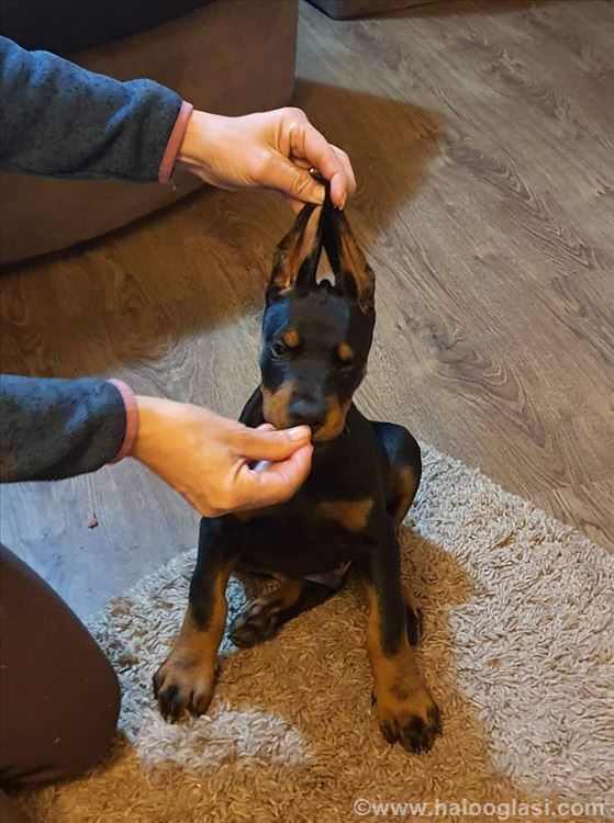 Doberman , štene | Halo Oglasi