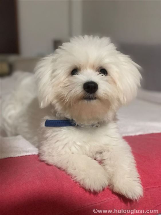 Maltezer, star godinu ipo dana, spreman za parenje | Halo Oglasi