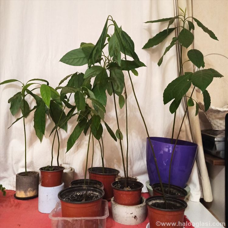 Sadnice avokada | Halo Oglasi