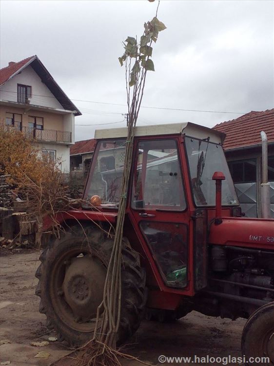 Sadnice kanadske topole | Halo Oglasi