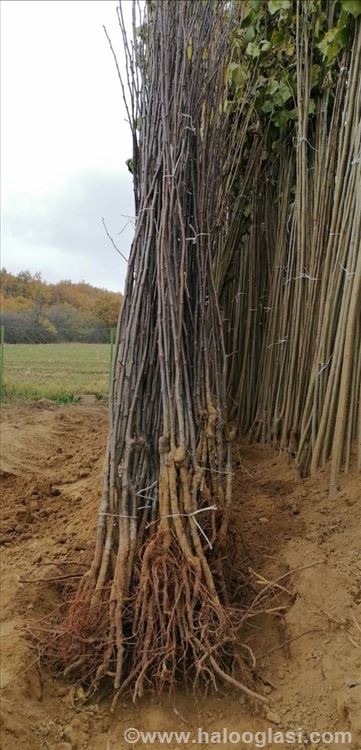 Sadnice šljive Stenlej | Halo Oglasi