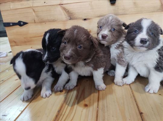 Prodaja pasa i psi na poklon Border koli | Halo oglasi