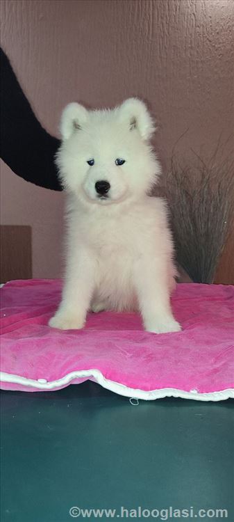 Samojed, štene | Halo Oglasi