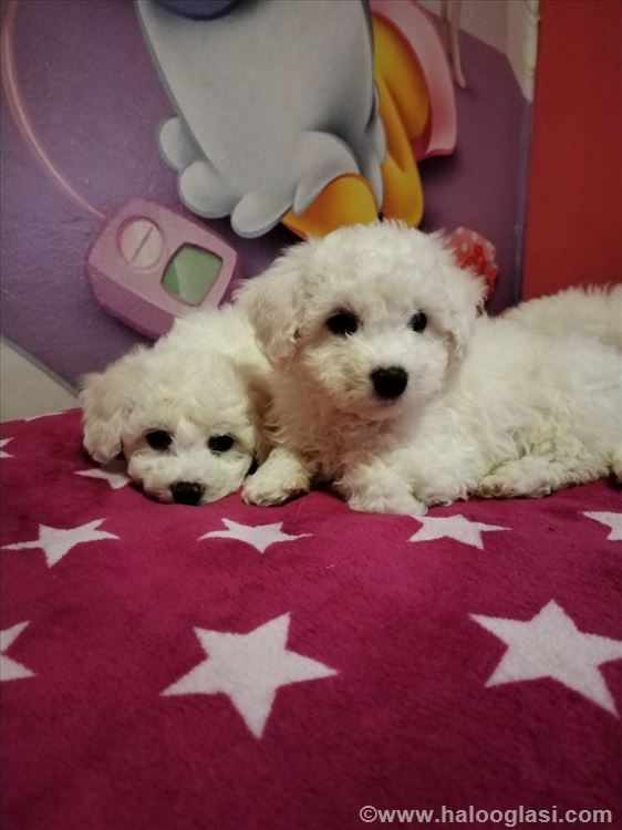 Kovrdžavi bišon, štene | Halo Oglasi