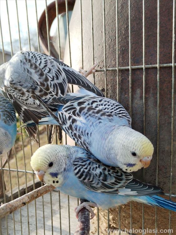 Mlade tigrice | Halo Oglasi