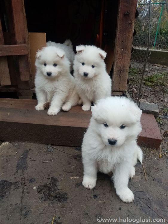 Samojed, štene | Halo Oglasi
