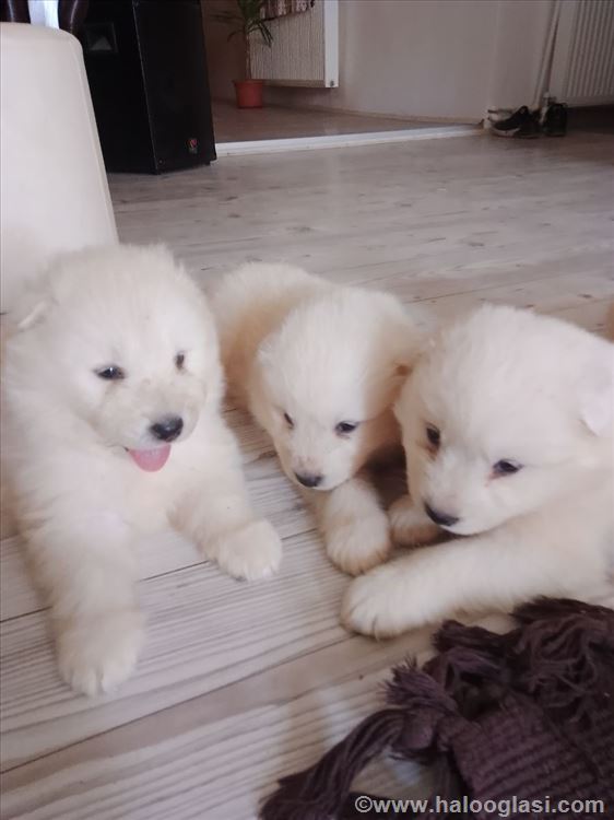 Samojed, štene | Halo Oglasi