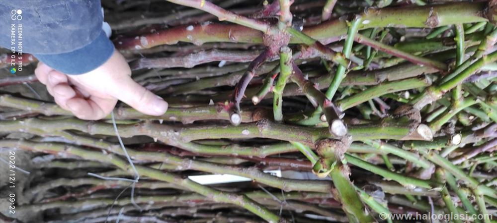 Stubaste ruže | Halo Oglasi