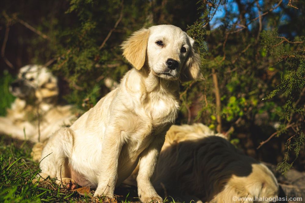 Zlatni retriver, štene | Halo Oglasi