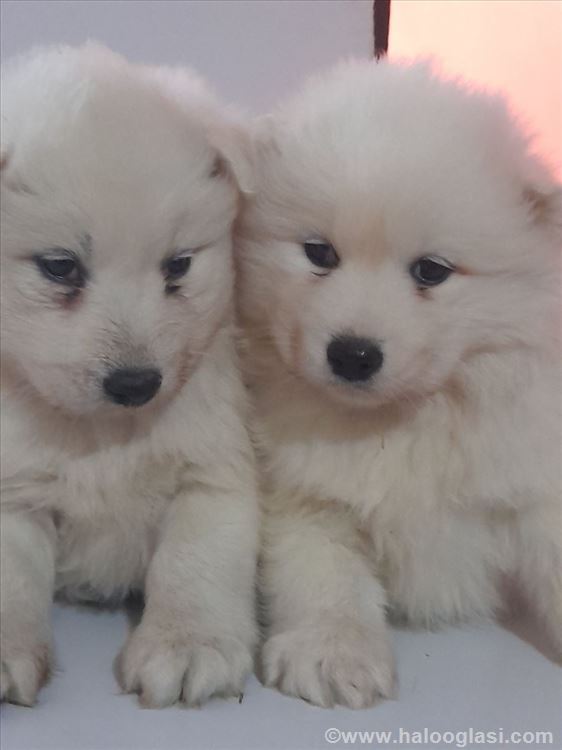 Samojed, štene | Halo Oglasi