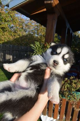 Prodaja pasa i psi na poklon Sibirski haski | Halo oglasi