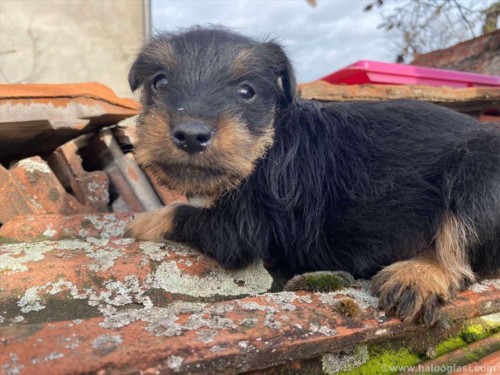 Nemački lovački terijer, štene | Halo Oglasi