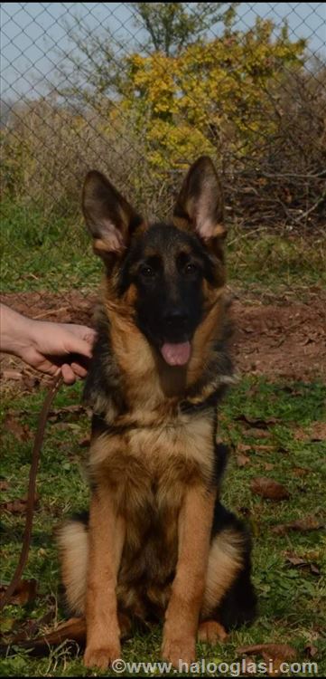 Nemački ovčar zenka 6 meseci stara | Halo Oglasi