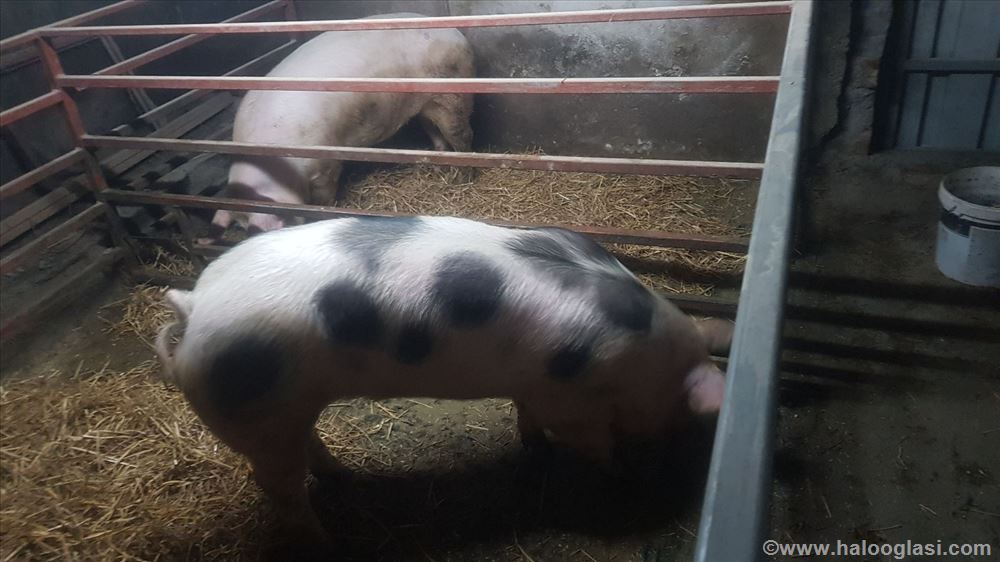 Prodajem svinje u klasi | Halo Oglasi