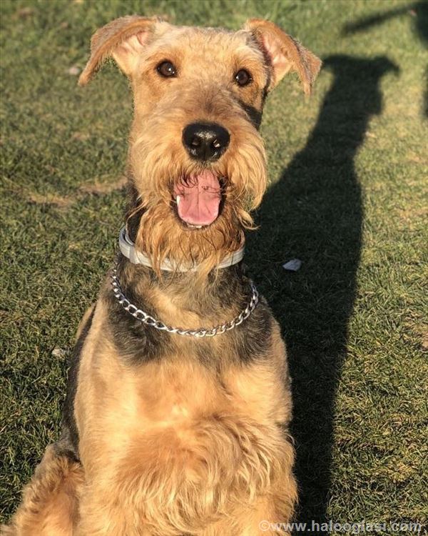 Erdel terijer, star 3 godine, odrastao pas | Halo Oglasi