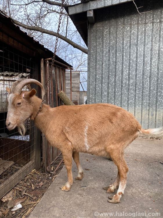 Koza zenka | Halo Oglasi