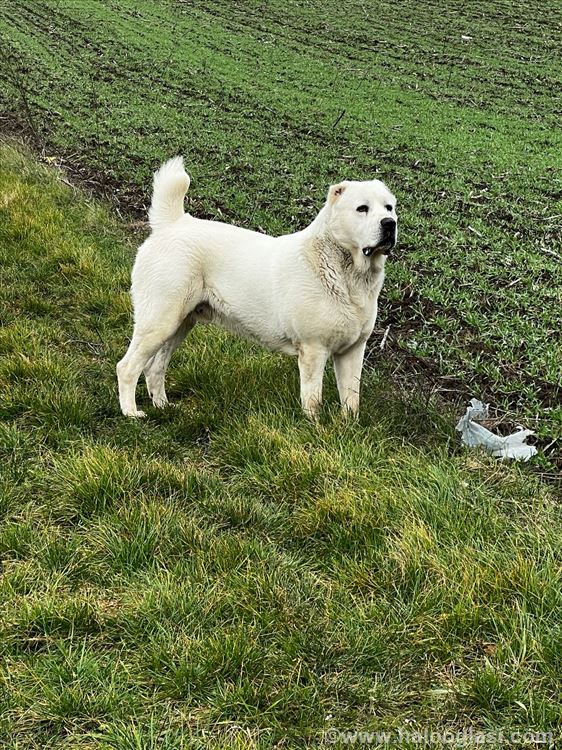 Srednjeazijski ovčar, Azijat | Halo Oglasi
