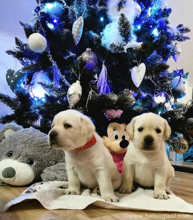 Labrador retriver, štene | Halo Oglasi