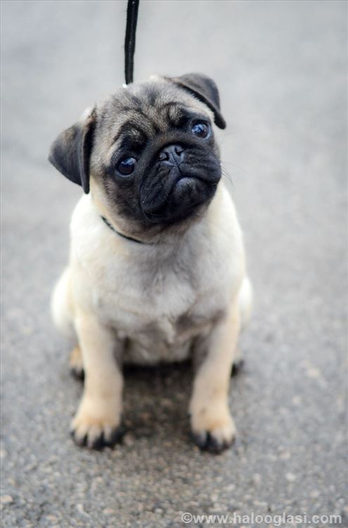 Mops , štenad na prodaju | Halo Oglasi