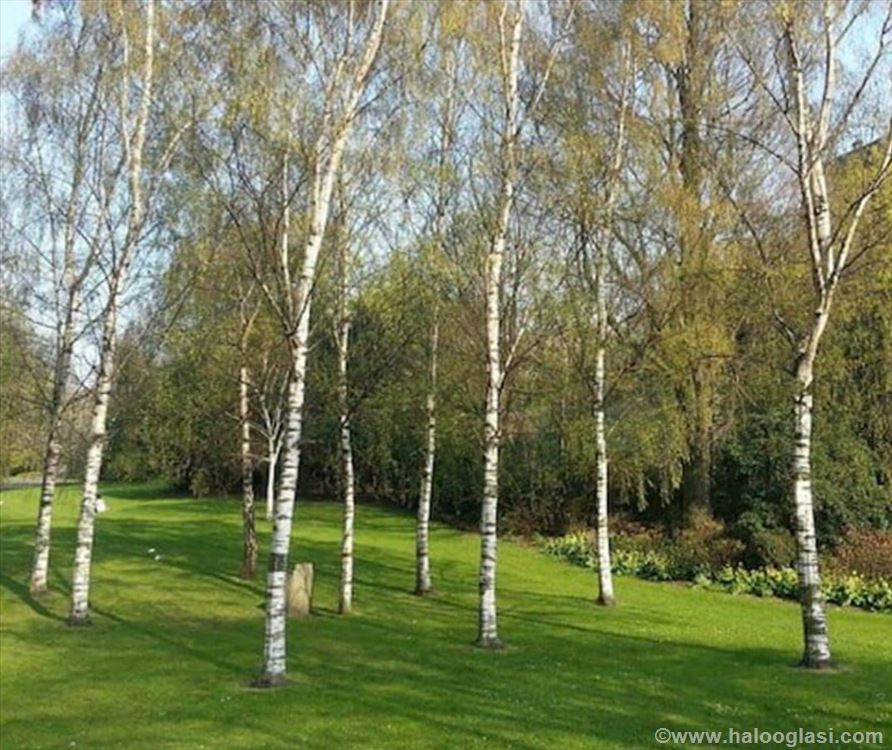 Sadnice bele Breze | Halo Oglasi