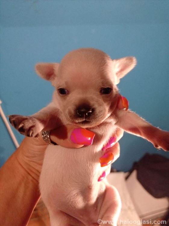 Štenci čivave, mužjak i ženka | Halo Oglasi