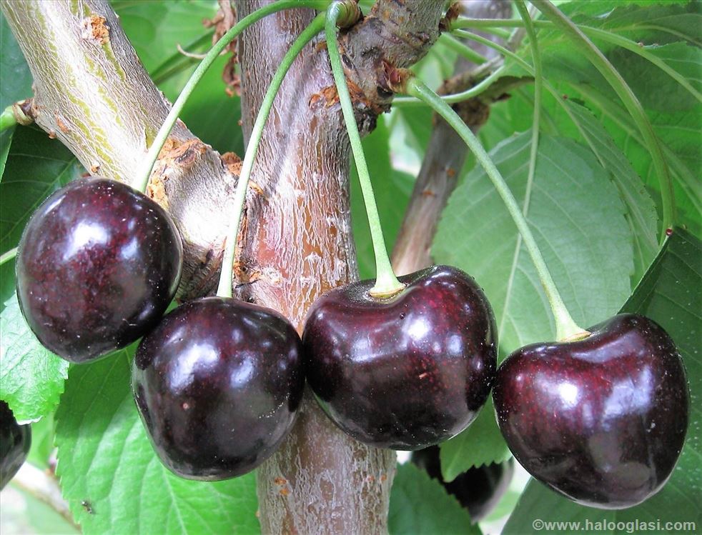 Voćne sadnice višnje | Halo Oglasi