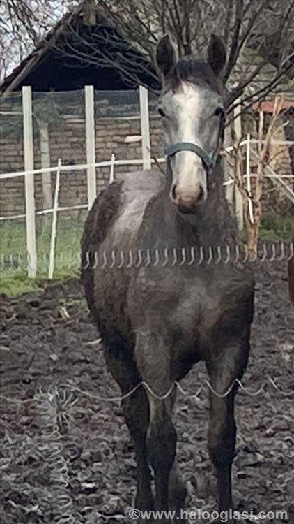 Prodajem ždrebe lipicanera | Halo Oglasi