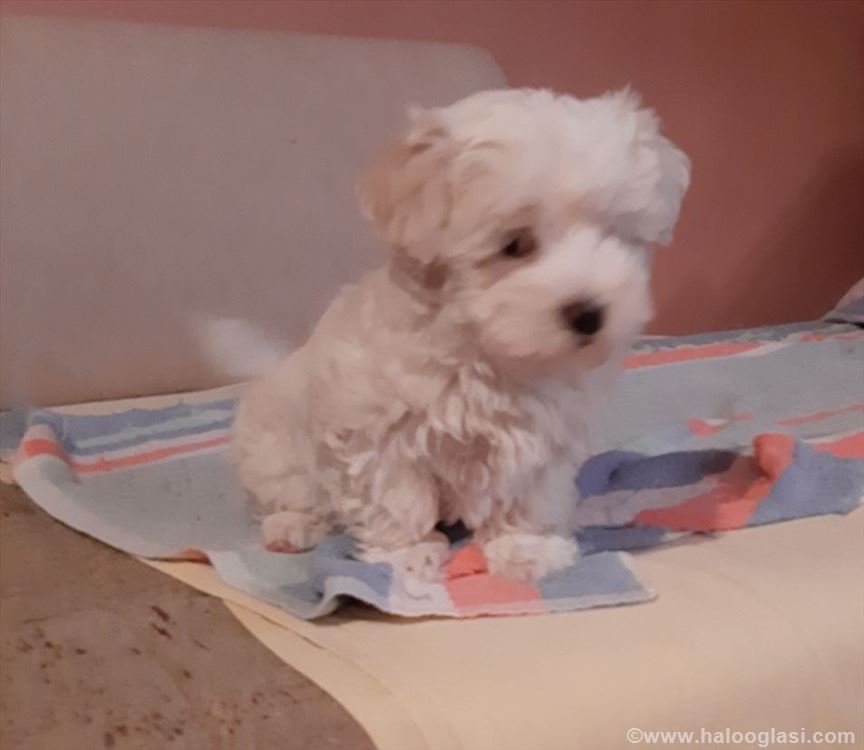 Mini maltezer stene | Halo Oglasi