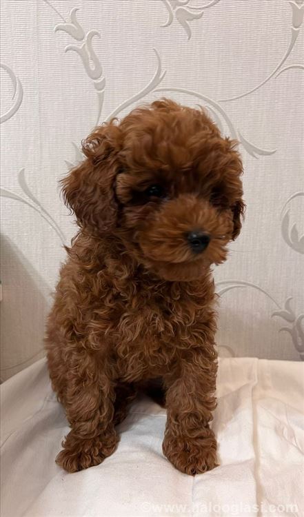 Pudla toy crvena, muško štene, BGD | Halo Oglasi