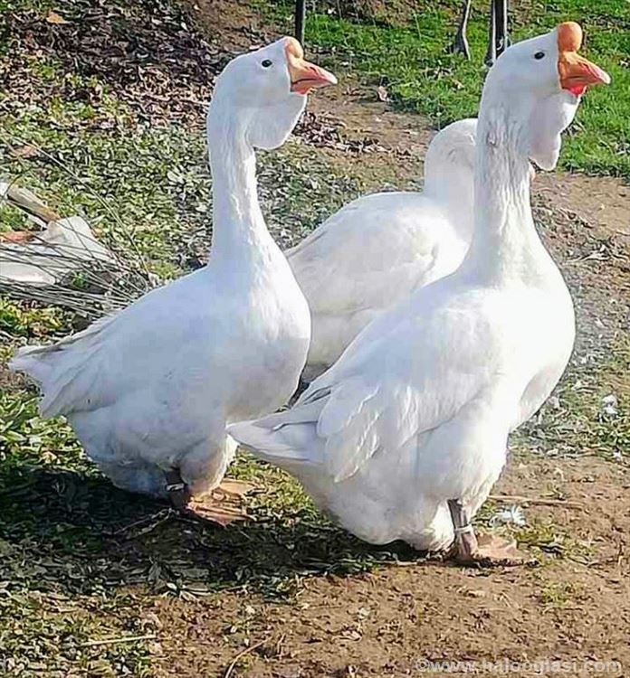 Guske Kholmogory i Tuluz rezervacija guscica | Halo Oglasi