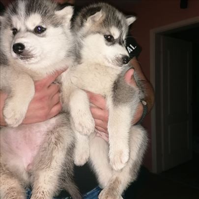 Prodaja pasa i psi na poklon Sibirski haski | Halo oglasi