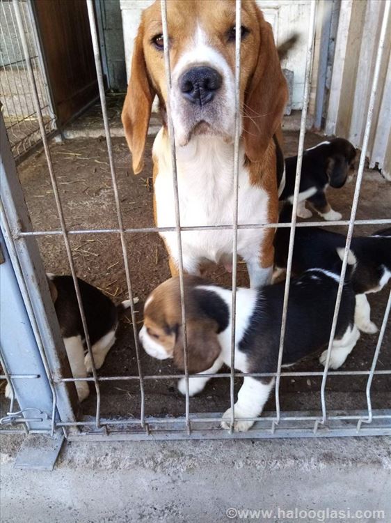 Bigl, štene | Halo Oglasi