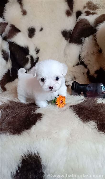 Mini maltezer, štenci | Halo Oglasi
