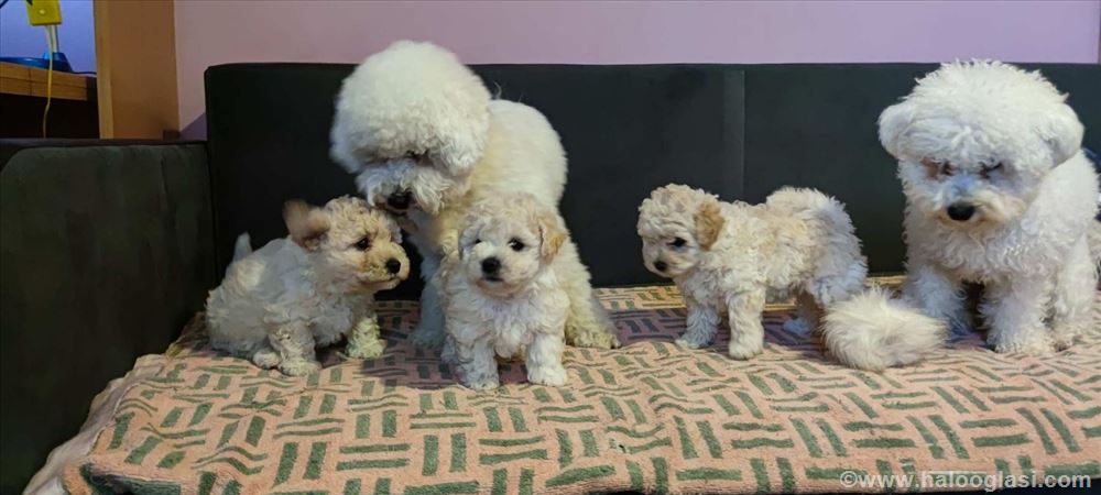 Kovrdžavi bišon, štene | Halo Oglasi