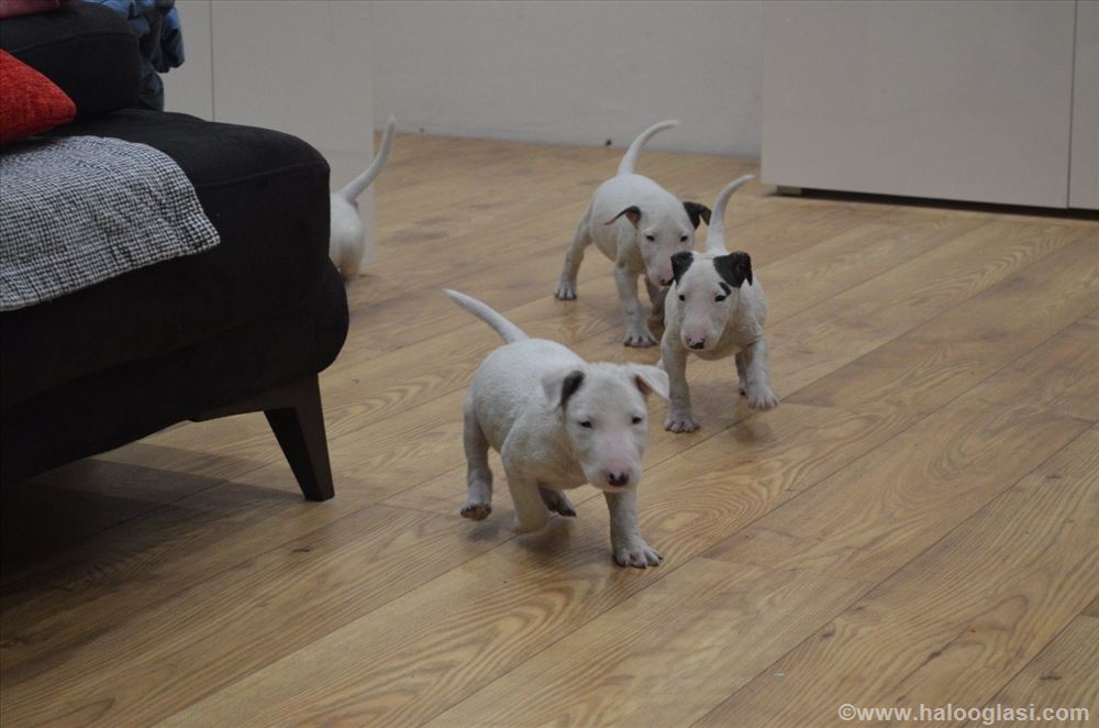 Bul terijer, štene | Halo Oglasi