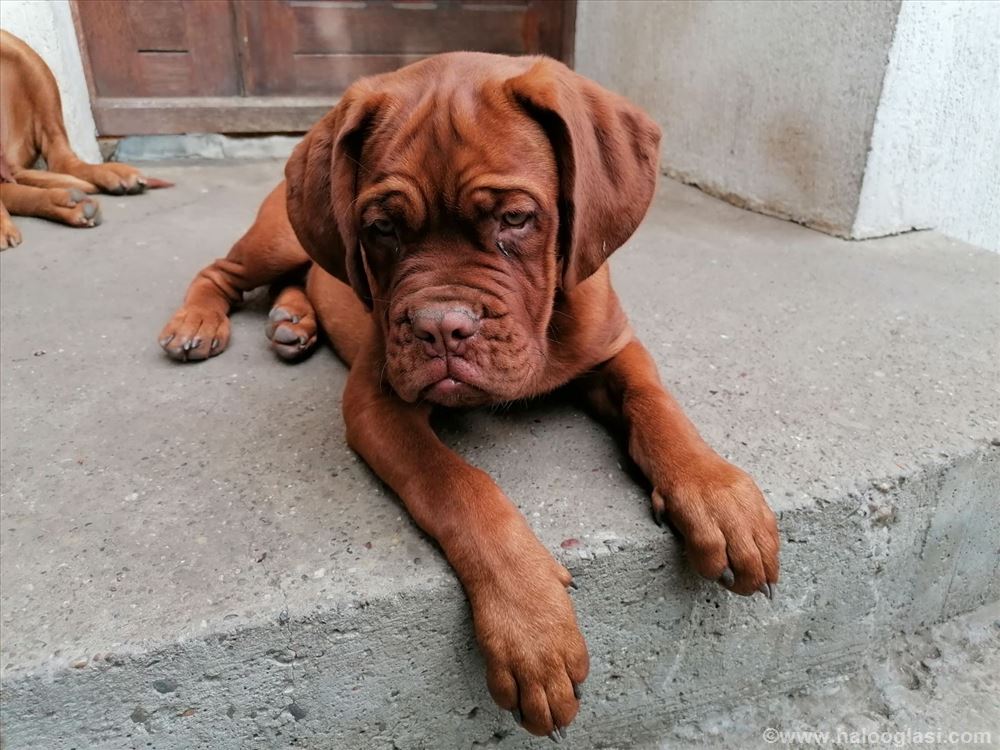 Bordoška doga, štene | Halo Oglasi
