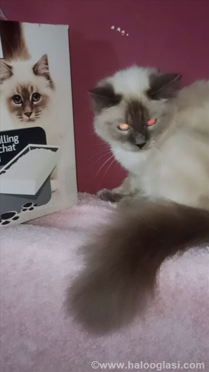 Ragdoll , mlada mačka | Halo Oglasi